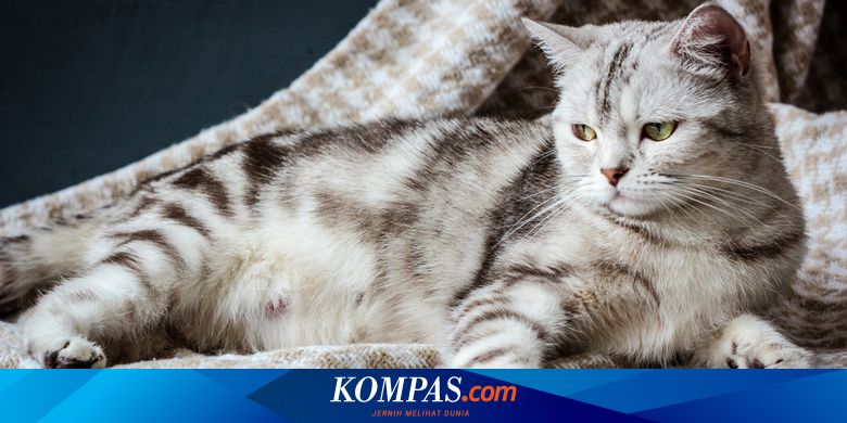 Ciri-ciri Fisik dan Perilaku Kucing Hamil yang Perlu Diketahui