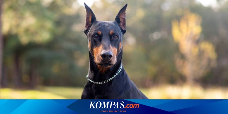 7 Rekomendasi Ras Anjing Penjaga Terbaik, Cocok Dipelihara untuk ...