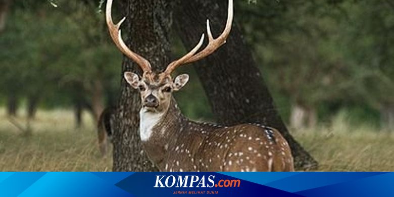 Mengenal Rusa, dari Ciri-ciri hingga Habitatnya