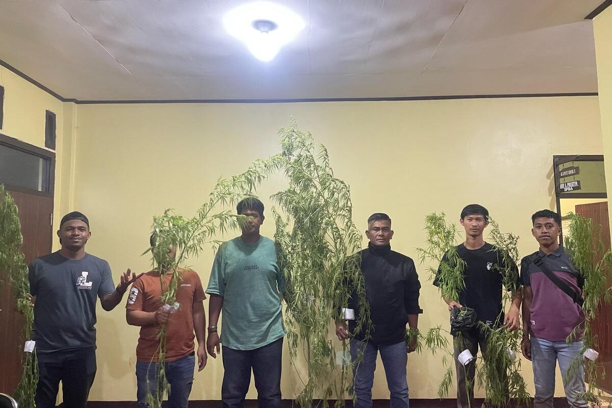 Polisi Ungkap Ladang Ganja di Wamena Papua Pegunungan