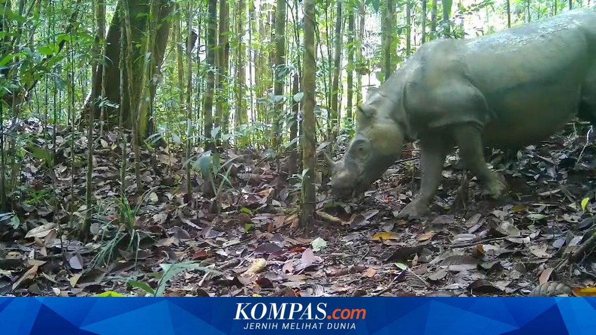 Badak Pari Mahulu Bakal Dipindah ke Suaka Badak Kelian Kutai Barat, Tim ...