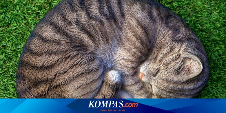 3 Alasan Kucing Suka Berputar-putar Sebelum Tidur