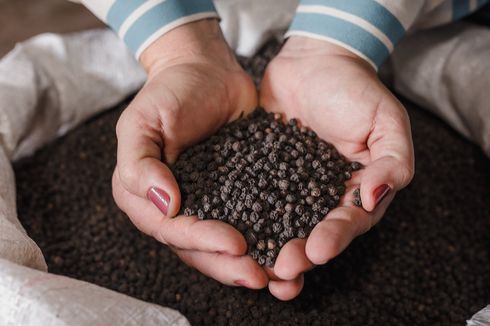 Berita Harian Jenis-lada-di-indonesia Terbaru Hari Ini - Kompas.com