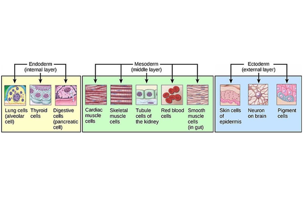 Organogenesis Tubuh Manusia