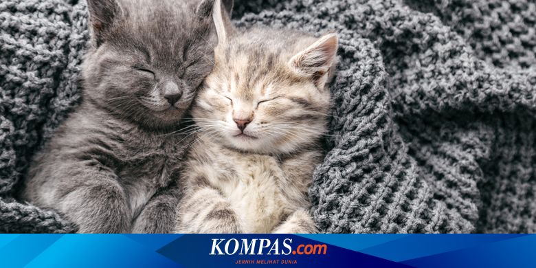7 Cara Menjaga Kucing Tetap Hangat Selama Cuaca Dingin