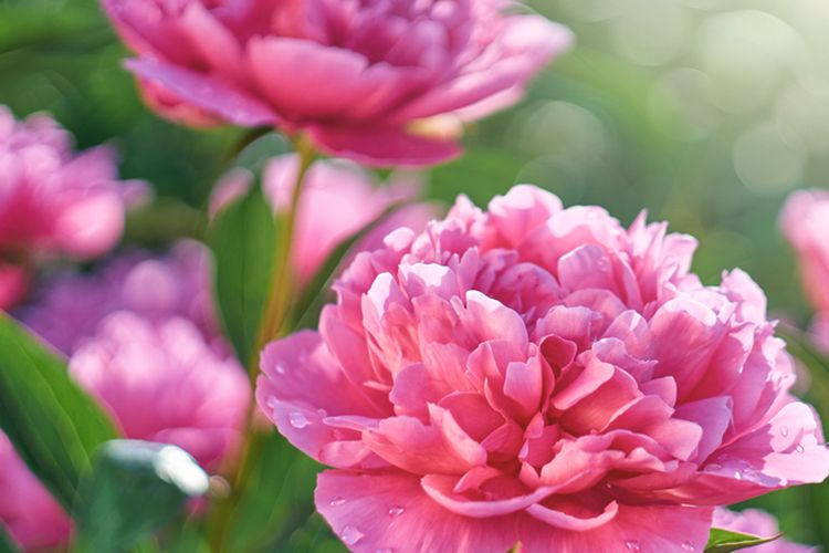 Makna Bunga Peony Menurut Feng Shui dan Cara Menggunakannya