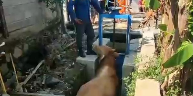 Berita Harian Sapi Kurban Lepas Terbaru Hari Ini - Kompas.com