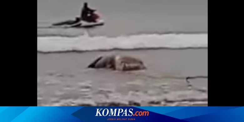 Bangkai Sapi Mengambang di Laut Kejutkan Para Turis Pulau Tenerife
