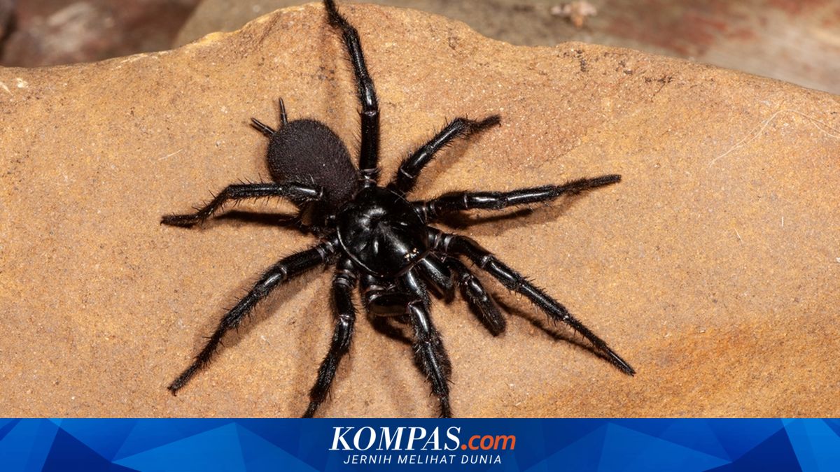 Laba-laba Funnel-Web Sydney, Spesies Paling Beracun di Dunia