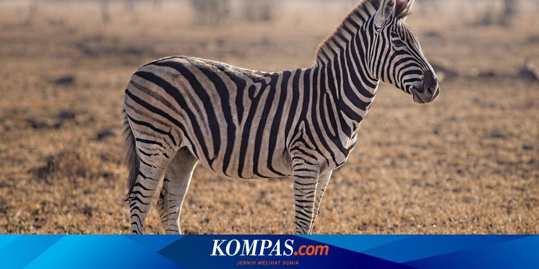 Mengapa Zebra Warnanya Belang Hitam-Putih? Ini Penjelasan Ilmiahnya