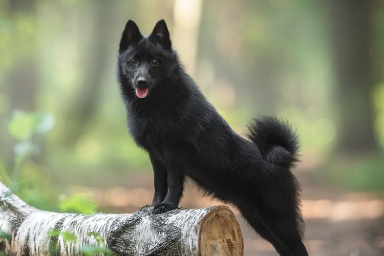 10 Ras Anjing Warna Hitam yang Populer, Rottweiler hingga Doberman