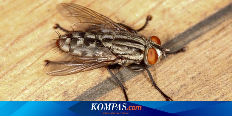 Struktur Tubuh Serangga: Alat Pernapasan, Sekresi, dan Reproduksi