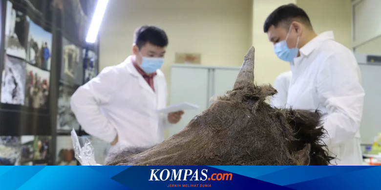 Ilmuwan Coba Hidupkan Lagi Bison Purba dari 8000 Tahun Lalu