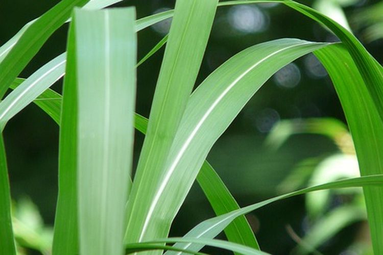 Cara Menanam Rumput Gajah agar Tumbuh Lebat