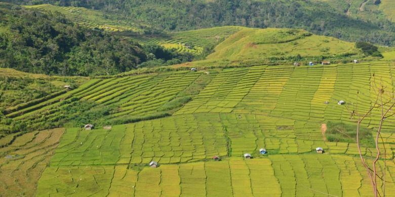 Indonesia Starts Development of Food Estate Program in Central Kalimantan