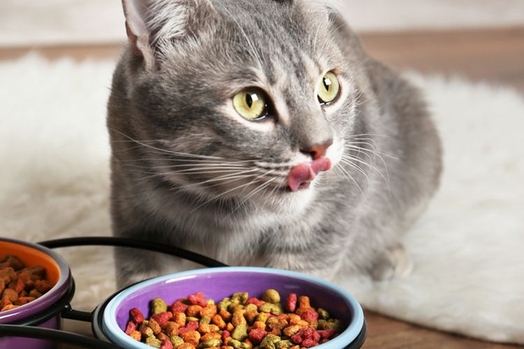 8 Penyebab Kucing Tidak Mau Makan dan Cara Mengatasinya