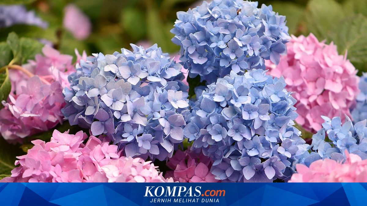 8 Fakta Menarik Bunga Hydrangea yang Cantik dan Dapat Berubah Warna