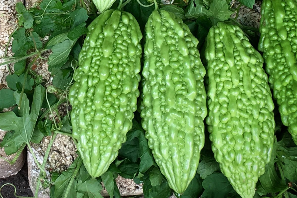 7 Cara Mudah Mengolah Pare agar Tidak Pahit