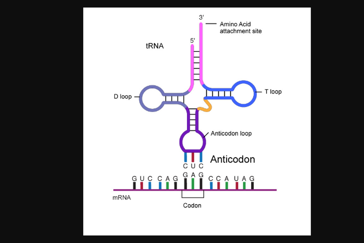Soal UAS Biologi: Kodon Gen