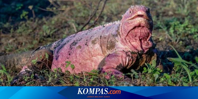 Iguana Merah Muda Asal Kepulauan Galapagos Terancam Punah