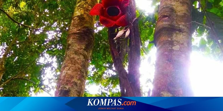 Bunga Rafflesia Mekar Sempurna di Ketinggian 10 Meter di Bengkulu