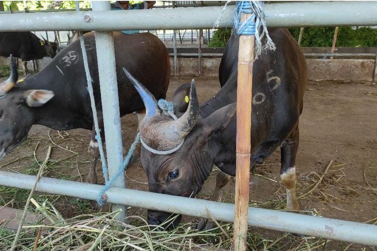 NTT Kirim 1.650 Sapi ke 3 Provinsi untuk Kebutuhan Ramadhan, Salah ...
