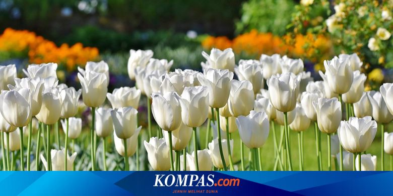 10 Jenis Bunga Berwarna Putih yang Cantik dan Populer, Apa Saja?