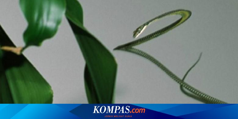 Terungkap, Rahasia Ular Terbang Meluncur di Udara