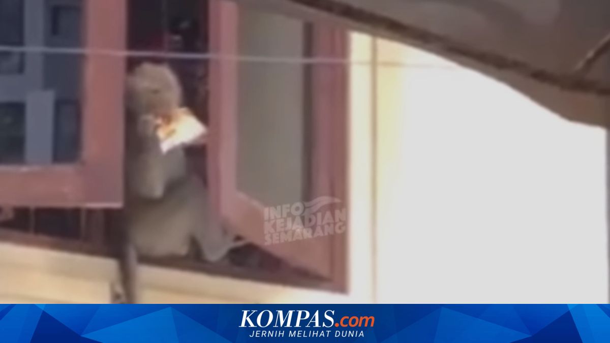 Video Viral Monyet Masuk Rumah dan Curi Mi Instan, Ini Kata BKSDA
