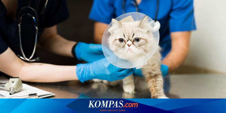 Steril Kucing atau Vaksin, Mana yang Perlu Didahulukan?