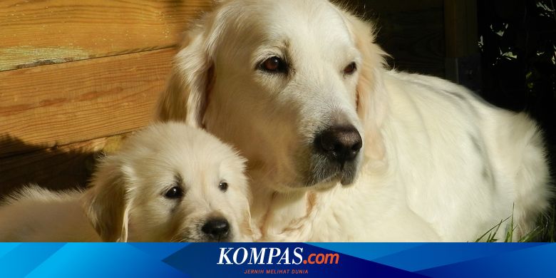 6 Jenis Anjing Retriever, Tidak Hanya Golden Retriever