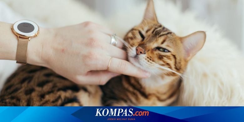8 Cara Kucing Ungkapkan "I Love You" pada Tuannya