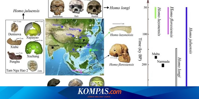 Peneliti Temukan Spesies Baru Manusia Purba Berkepala Besar di China, Hidup Sezaman dengan ...