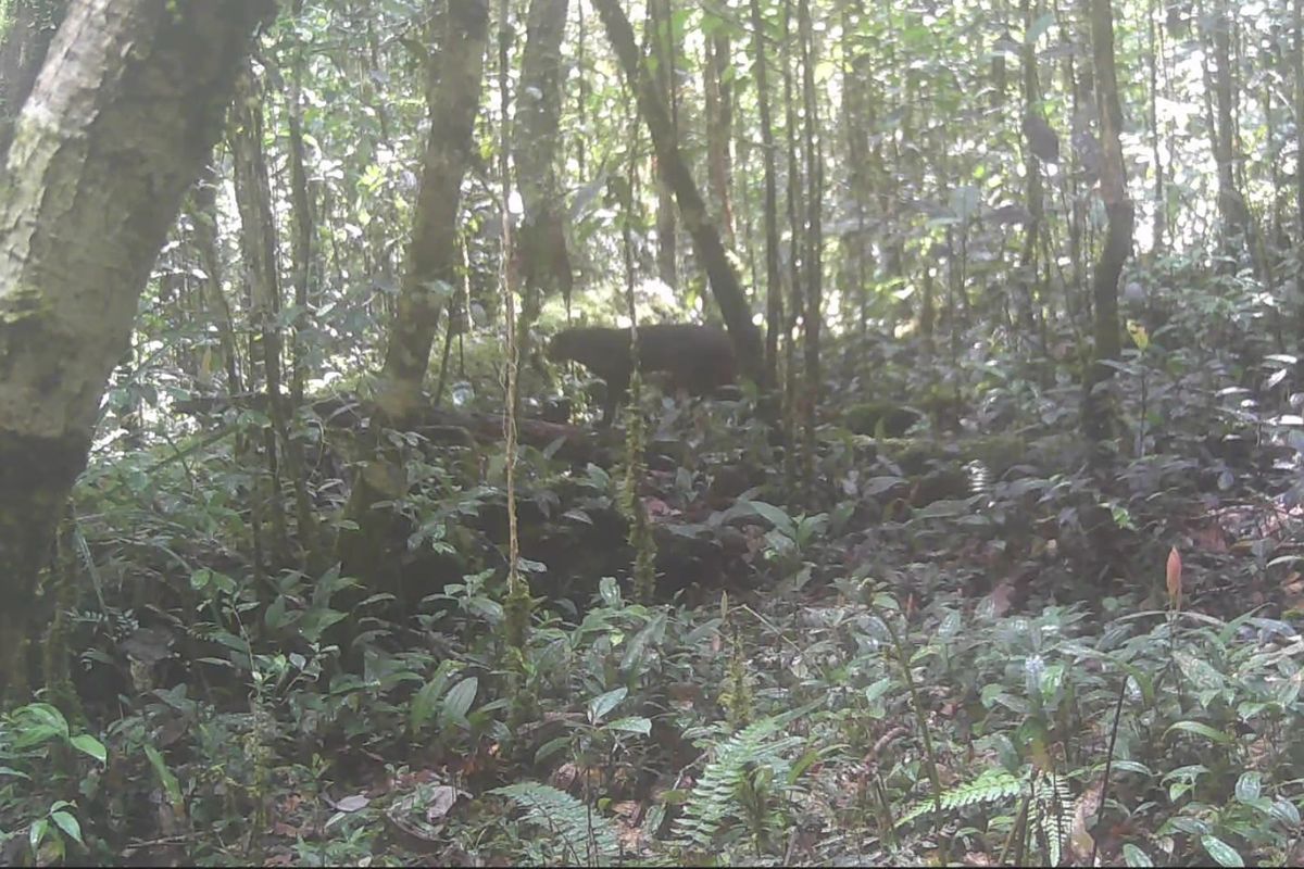 Mengenal Kucing Merah Kalimantan, Hewan Misterius yang Akhirnya Terekam ...