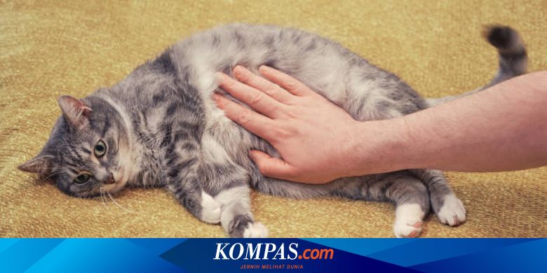Mengapa Kucing Tidak Suka Perutnya Disentuh atau Dielus? Ini Alasannya