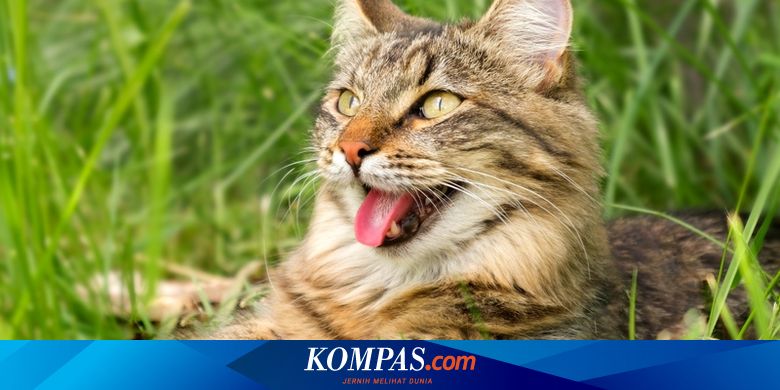 Jenis dan Penyebab Kucing Bernapas Berat