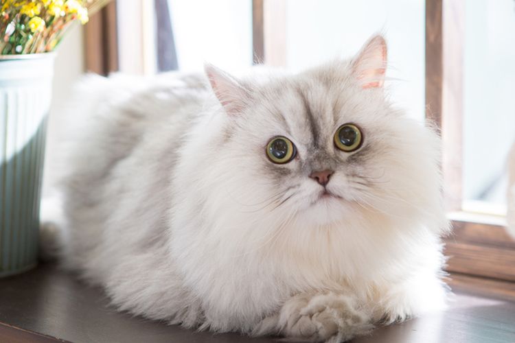 7 Fakta Menarik Kucing Persia, Ras Kuno dan Wajah Tak Selalu Datar
