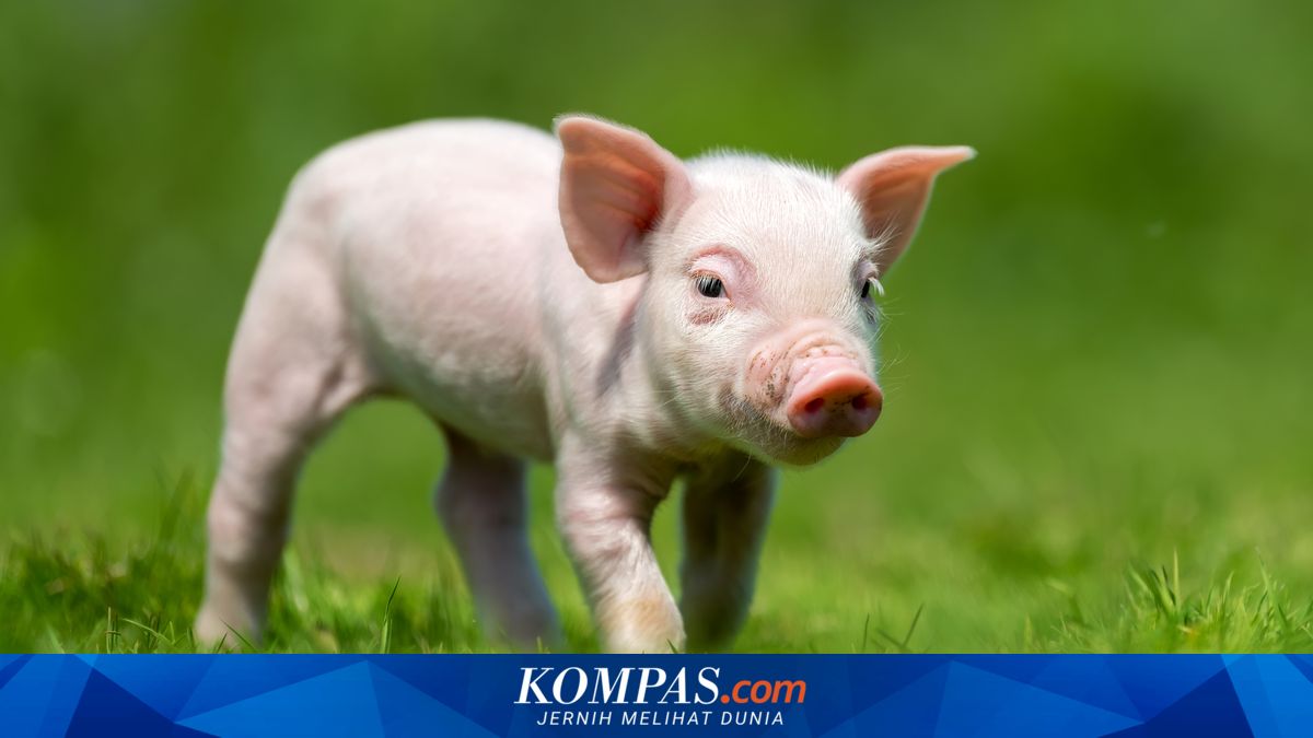 Ratusan Babi di Bali Mati akibat Wabah ASF, Distan Siapkan 50 Ribu ...