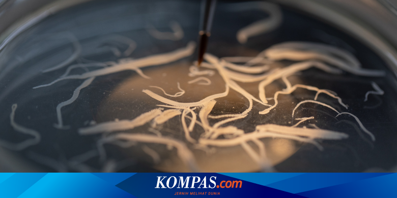 Ini Gejala dan Penyebab Perut Anak Bisa Dipenuhi Cacing Ascariasis yang ...