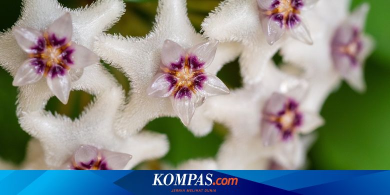 Tips Merawat Bunga Hoya agar Tumbuh Subur dan Cepat Berbunga