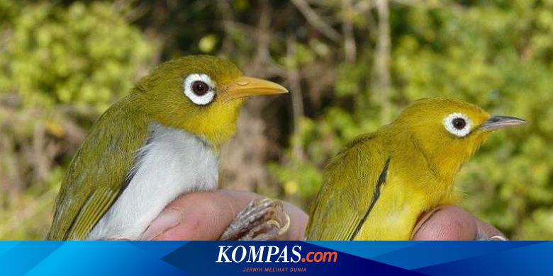 2 Spesies Burung Baru Ditemukan di Sulawesi, Ungkap Keunikan Evolusi