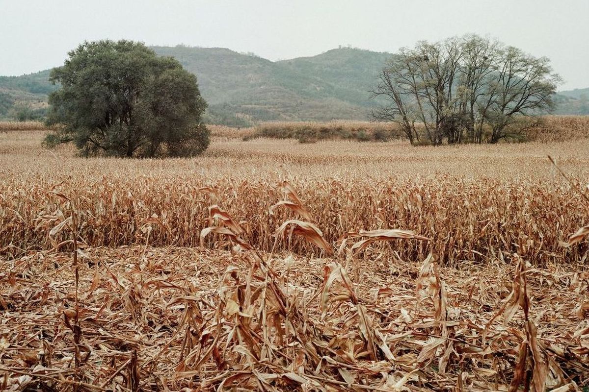 Musim Kemarau 2025 Datang Lebih Lambat, Ini Penjelasan BMKG