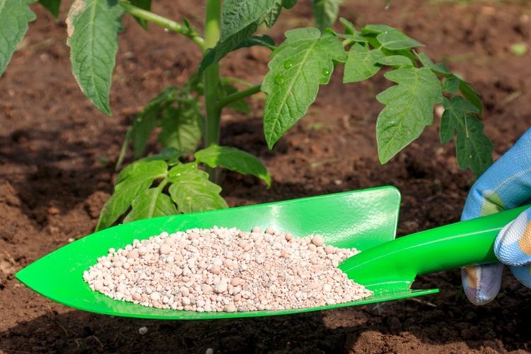 10 Jenis Pupuk Kalsium dan Manfaatnya bagi Tanaman