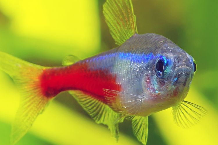 11 Fakta Menarik Ikan Neon Tetra, Berasal dari Sungai Amazon
