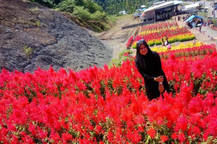 Kebun Bunga Celosia "Mewabah" sampai Aceh Utara