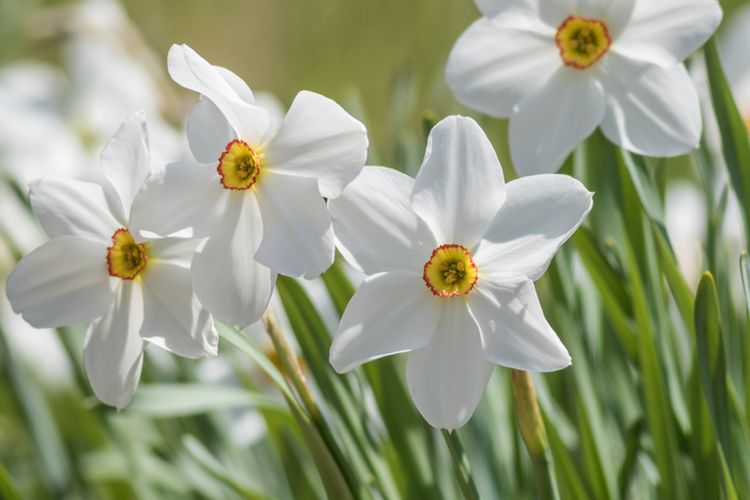7 Bunga Putih yang Dapat Mempercantik Taman