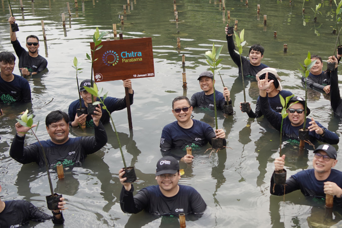 Menuju 25 Tahun, Chitra Paratama Gelar Penanaman Pohon Mangrove