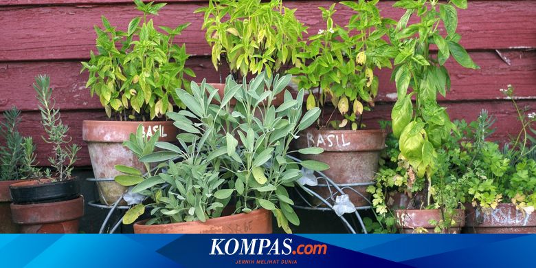 Banyak Diteliti, Inilah 6 Tanaman Herbal Paling Ampuh Menurut Sains