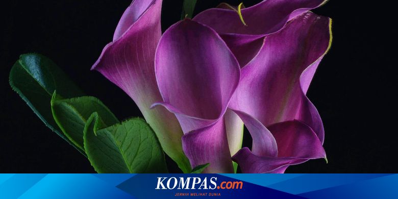 Inilah 10 Bunga Tercantik di Dunia