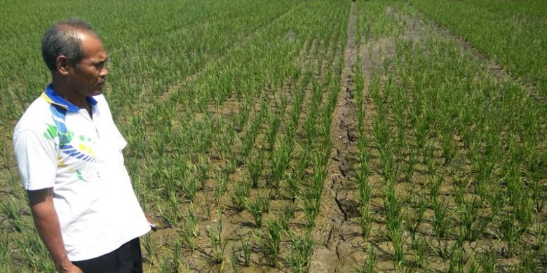 Berita Harian Fenomena Cuaca Ekstrem Terbaru Hari Ini Kompas